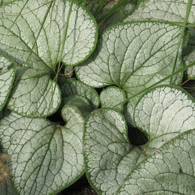 Brunnera 'Silver Heart': Stunning Silver Foliage, Shade Loving (15-30cm ...