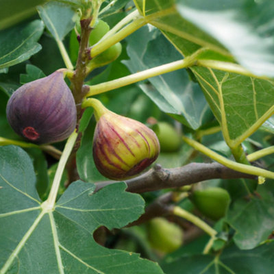 Brunswick Fig (Ficus carica) Tree - 2Ltr Potted