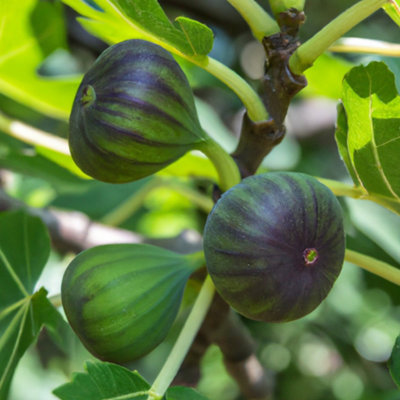Brunswick Fig (Ficus carica) Tree - 2Ltr Potted