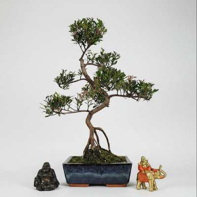 Brush Cherry (Syzygium) Bonsai Tree - Shaped - In 20cm Pot