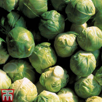Brussels Sprout Crispus 20 PostiPlug Plants | DIY at B&Q