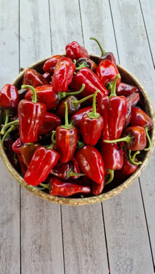 Bryan's Blood Chilli Seeds - 10 Fresh Seeds