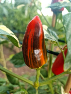 Bryans Blood Rainbow Chilli Seeds - 10 Fresh Seeds