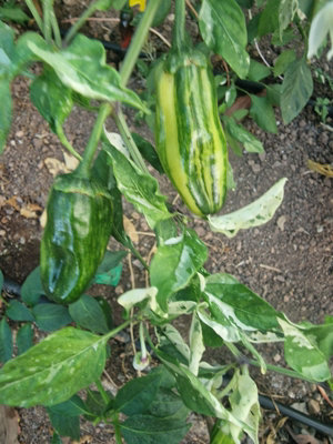 Bryans Blood Rainbow Chilli Seeds - 10 Fresh Seeds