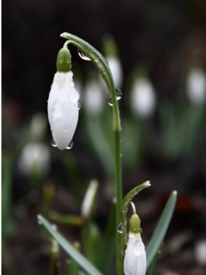 BS Snowdrop (Common) Bulbs (Galanthus nivalis) (25 Bulbs)