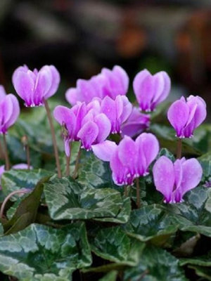 BS Wild Cyclamen Tubers (Cyclamen hederifolium) (25 Bulbs) | DIY at B&Q