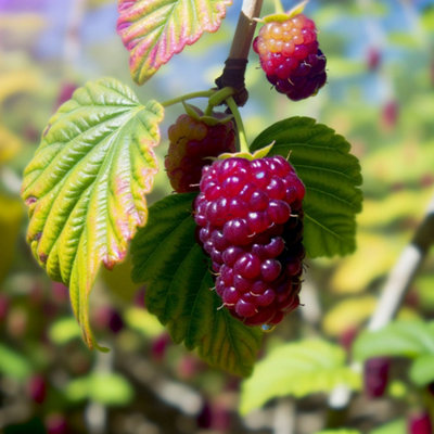 Buckingham Tayberry (Rubus fruticosus x R. idaeus) Tree - 1Ltr Bareroot
