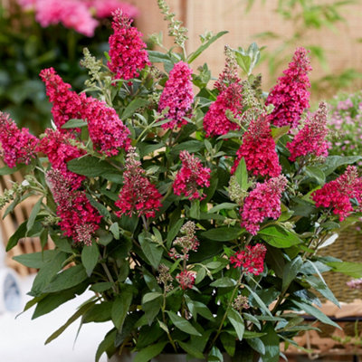 Buddleia Butterfly Candy Little Ruby - Compact Size, Red Flowers ...