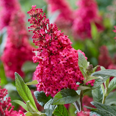 Buddleia Butterfly Candy Little Ruby - Compact Size, Red Flowers ...
