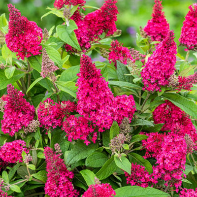 Buddleia Butterfly Candy Little Ruby - Compact Size, Red Flowers ...