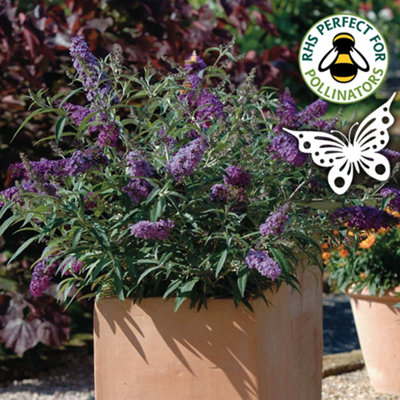 Buddleia Buzz Lavender - Outdoor Flowering Shrub, Ideal for UK Gardens ...