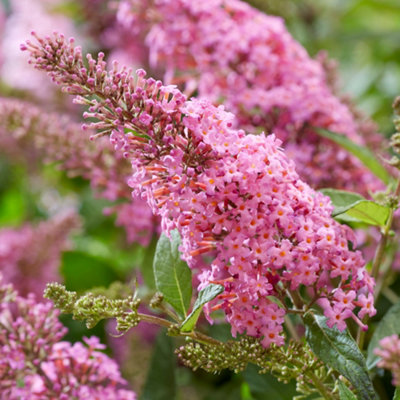 Buddleia Candy Little Pink, Butterfly Bush Buddleia Plant for UK ...