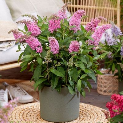 Buddleia Candy Little Pink, Butterfly Bush Buddleia Plant for UK ...