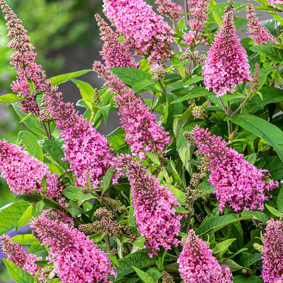 Buddleia Candy Little Pink, Butterfly Bush Buddleia Plant for UK ...