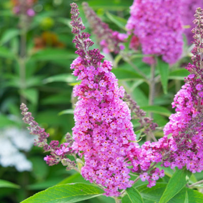 Buddleia Candy Pink Garden Shrub - Sweetly Scented, Attracts ...
