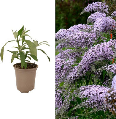 BUDDLEIA DAVIDII 'GRAND CASCADE' SHRUB - STRONG PLANT IN A 9CM POT ...