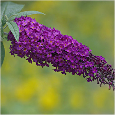 BUDDLEIA DAVIDII 'NANHO PURPLE' IN 9CM POT BUDDLEJA BUTTERFLY BUSH