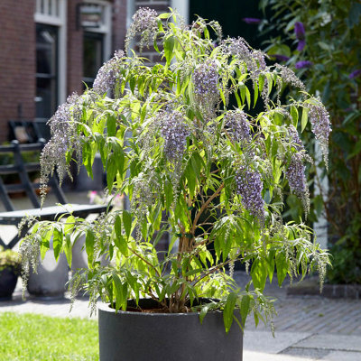 Buddleia davidii 'Wisteria Lane' in a 9cm Pot - Butterfly Bush for ...