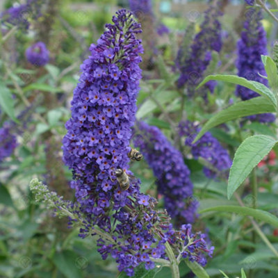 Buddleia Empire Blue - Outdoor Flowering Shrub, Ideal for UK Gardens ...