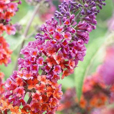 Buddleia Flower Power - Butterfly Bush, Colourful Flowers, Easy Care ...