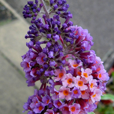 Buddleia Flower Power - Butterfly Bush, Colourful Flowers, Easy Care ...