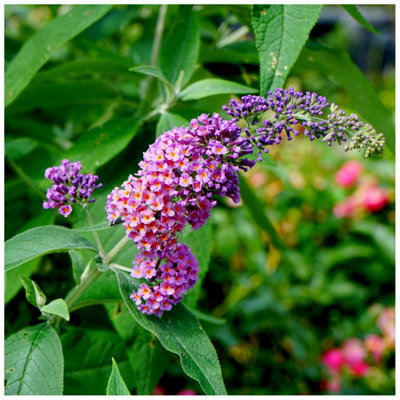 Buddleia 'Flower Power' in 2L Pot Buddleja Butterfly Bush 3FATPIGS ...