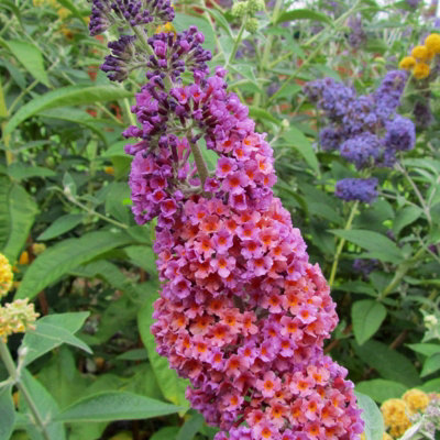 Buddleia Flower Power Plant 1 x 2L Pot - Colourful Butterfly Bush ...