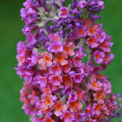 Buddleia Flower Power Plant 2 x 2L Pot - Colourful Butterfly Bush ...
