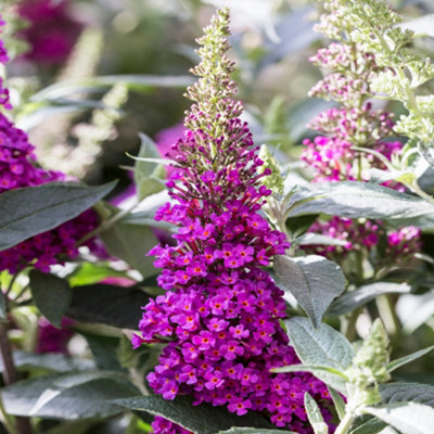 Buddleia Hot Raspberry Garden Shrub - Vibrant Flowers, Attracts ...