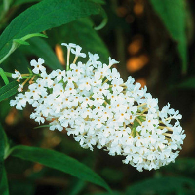 Buddleia Ivory - Outdoor Flowering Shrub, Ideal for UK Gardens, Compact ...