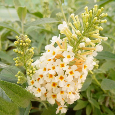 Buddleia Ivory - Outdoor Flowering Shrub, Ideal for UK Gardens, Compact ...