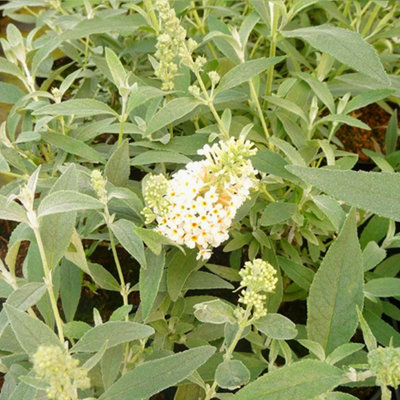Buddleia Ivory - Outdoor Flowering Shrub, Ideal for UK Gardens, Compact ...