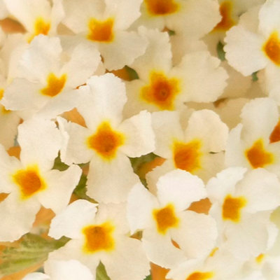 Buddleia Ivory - Outdoor Flowering Shrub, Ideal for UK Gardens, Compact ...