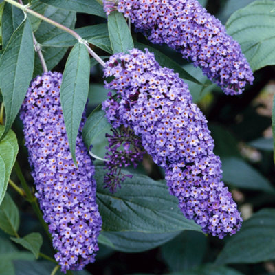 Buddleia Nanho Blue Garden Shrub - Fragrant Lilac-Blue Blooms, Attracts ...
