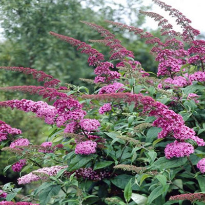 Buddleia Pink Delight Garden Plant - Fragrant Pink Blooms, Attracts ...