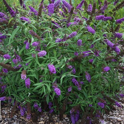 Buddleia Purple Emperor - Outdoor Flowering Shrub, Ideal for UK Gardens ...