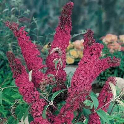 Buddleia Royal Red Garden Plant - Rich Red Blooms, Attracts Butterflies ...