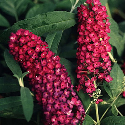 Buddleia Royal Red Garden Plant - Rich Red Blooms, Attracts Butterflies ...