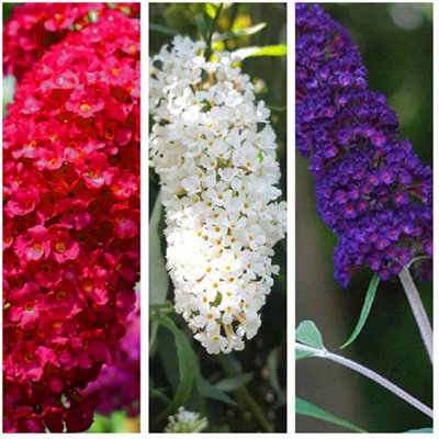 Buddleia Trio - 3 x Butterfly Plants in 9cm Pots - 3 Plants In a Mix Of ...
