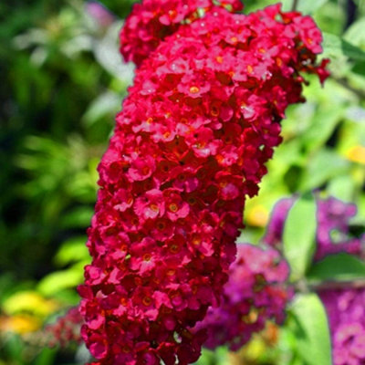 Buddleia Trio - 3 x Butterfly Plants in 9cm Pots - 3 Plants In a Mix Of ...