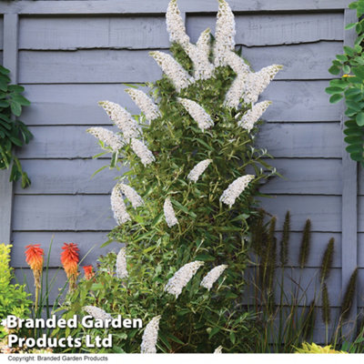 Buddleja Butterfly Towers White 9cm Potted Plant x 1