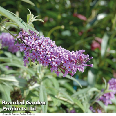 Buddleja Buzz Lavender - 1 Jumbo Plug Plant