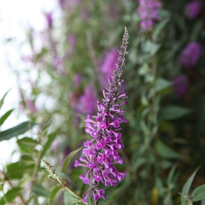 Buddleja Buzz Lavender Patio Compact Butterfly Bush for Gardens & Pots ...