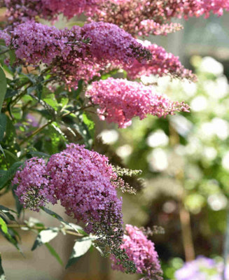 Buddleja Cascade Duo - 1 Pink, 1 Violet in 1L pots