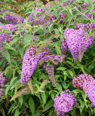 Buddleja Cascade Duo - 1 Pink, 1 Violet in 1L pots
