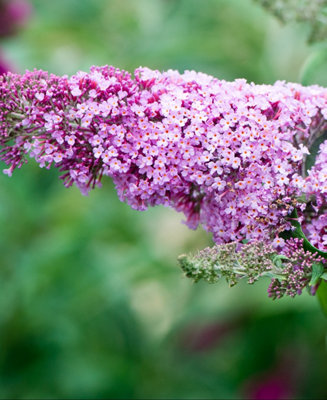 Buddleja davidii Butterfly Candy Little Pink -9cm pot