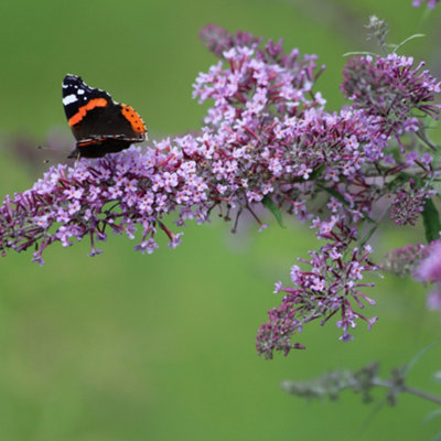Buddleja hybrida Violet Cascade - Stunning cascade of vibrant violet ...