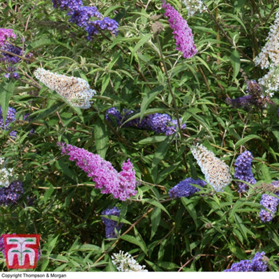 Buddleja Tricolour Butterfly Bush - 2 Litre Potted Plant x 1 - Ideal ...