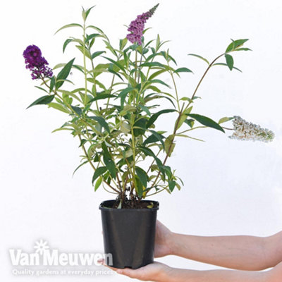 Buddleja Tricolour Butterfly Bush - 2 Litre Potted Plant x 1 - Ideal ...