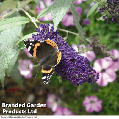 Buddleja Tricolour Butterfly Bush - 2 Litre Potted Plant x 4 - Ideal ...
